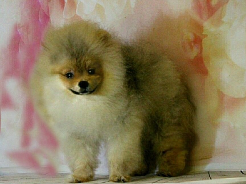 Померанские шпицы мини