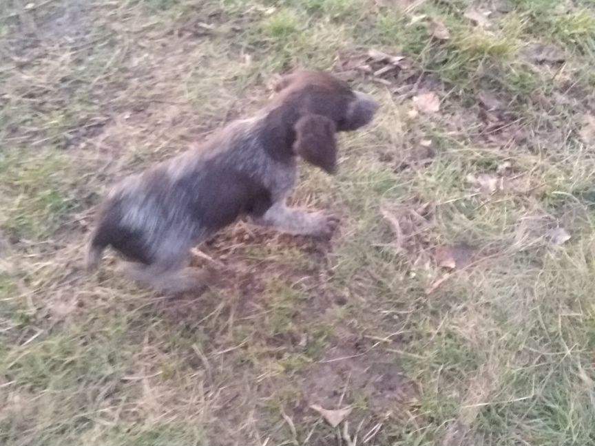 Щенки дратхаара от рабочих собак с документами