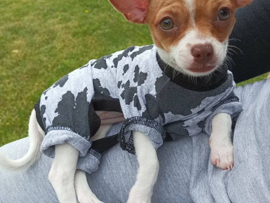 Щенок чихуахуа (привитый)