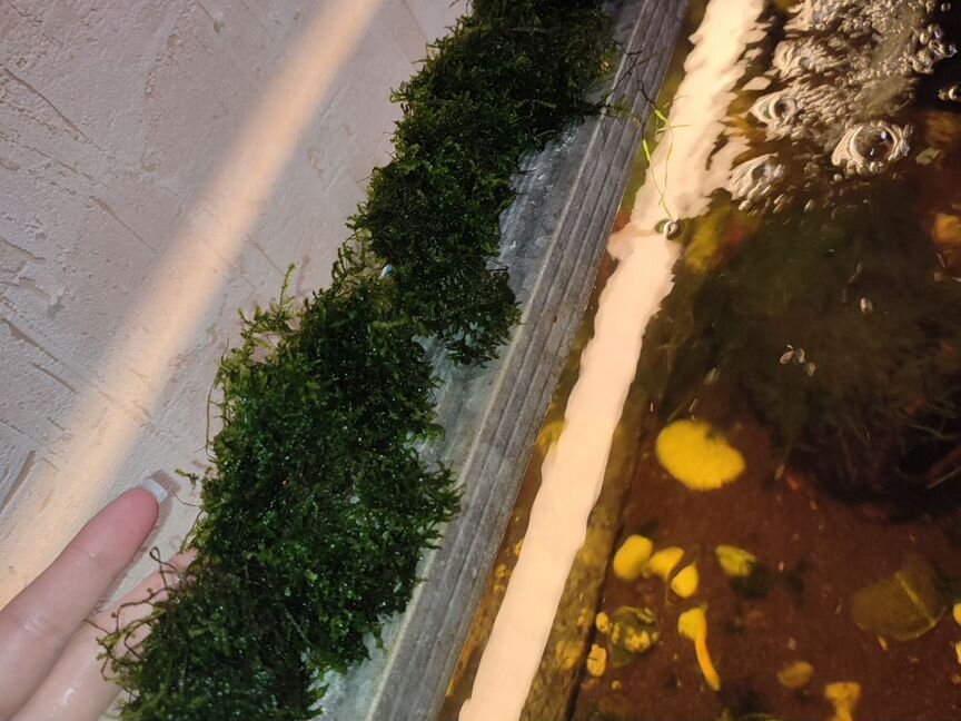 Мох аквариумный