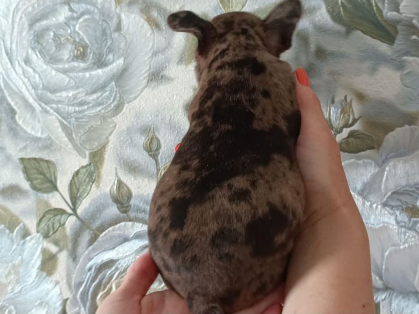 Малыши французята