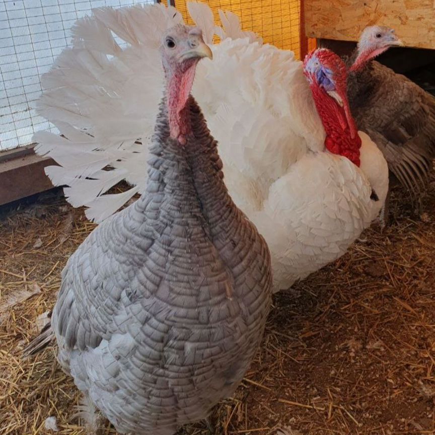 Индюки. Семейка 1 2