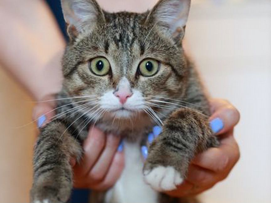 Котенок в дар бесплатно