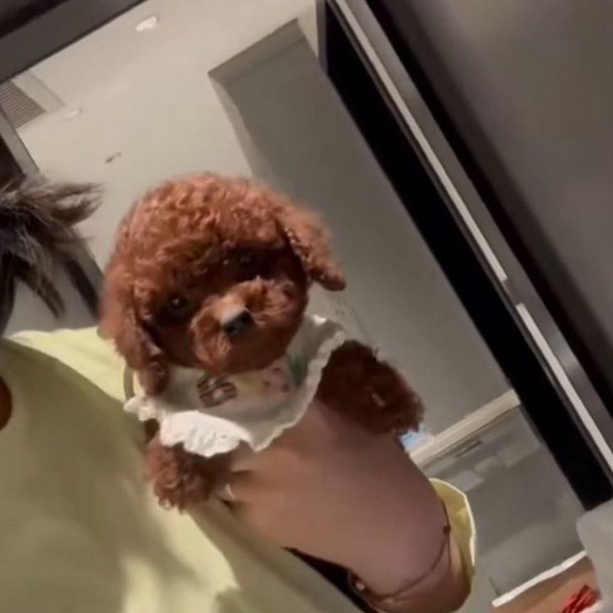 Той-пудель, щенок