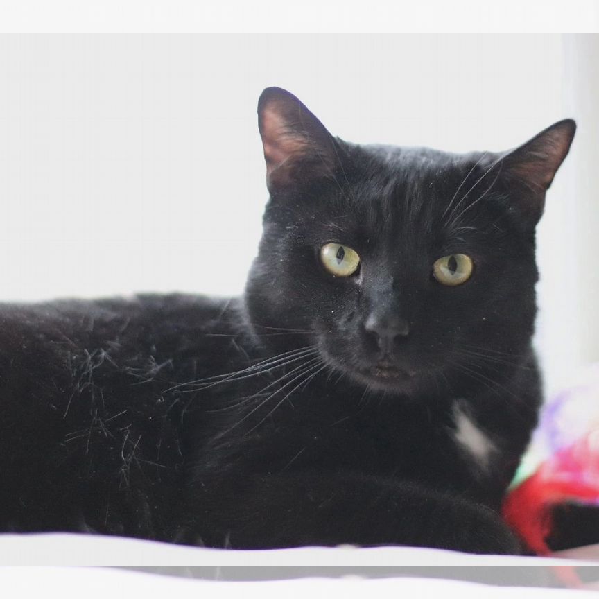 Котик Ванечка