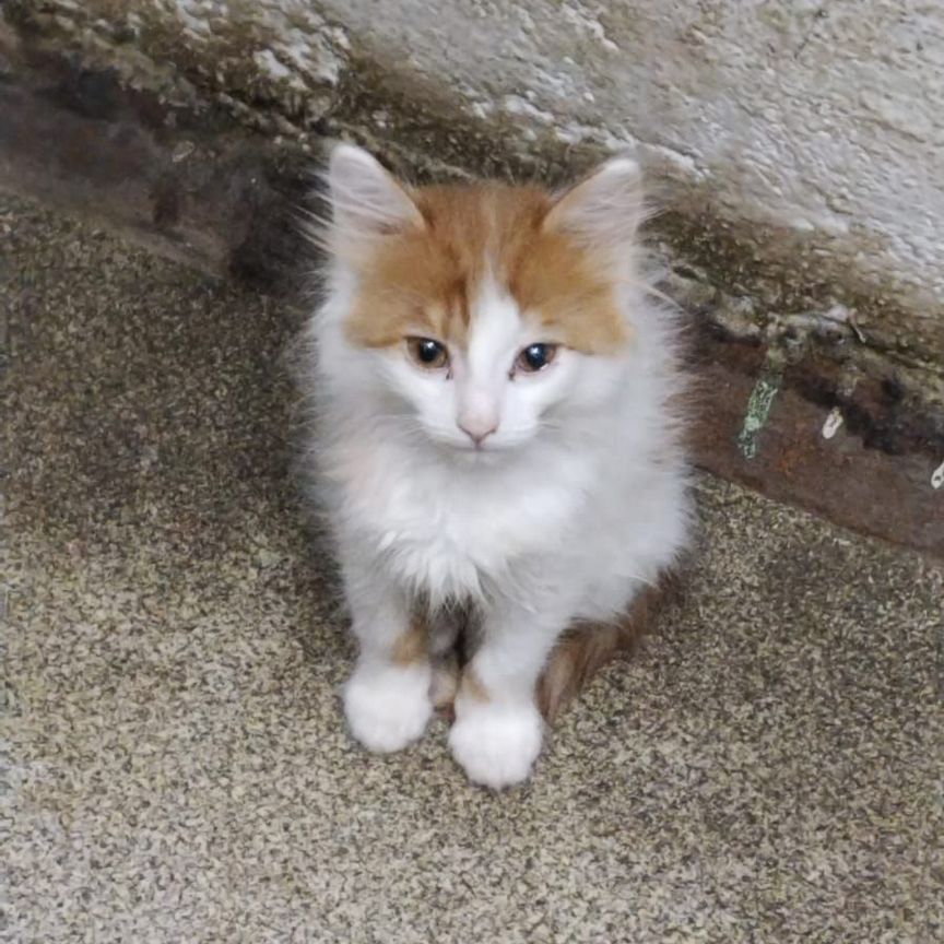 Котик