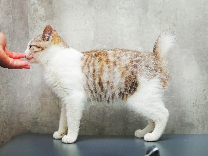 Котята-бобтейлята ищут дом