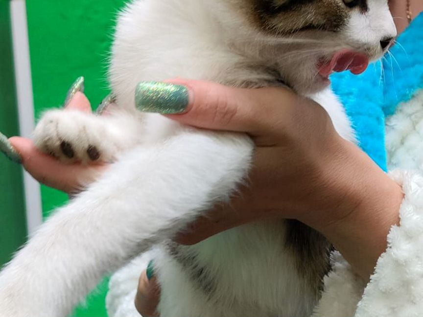 Котёнок мальчик в добрые руки