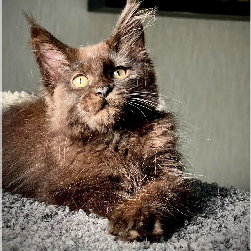 Котята мейн-кун черная девочка