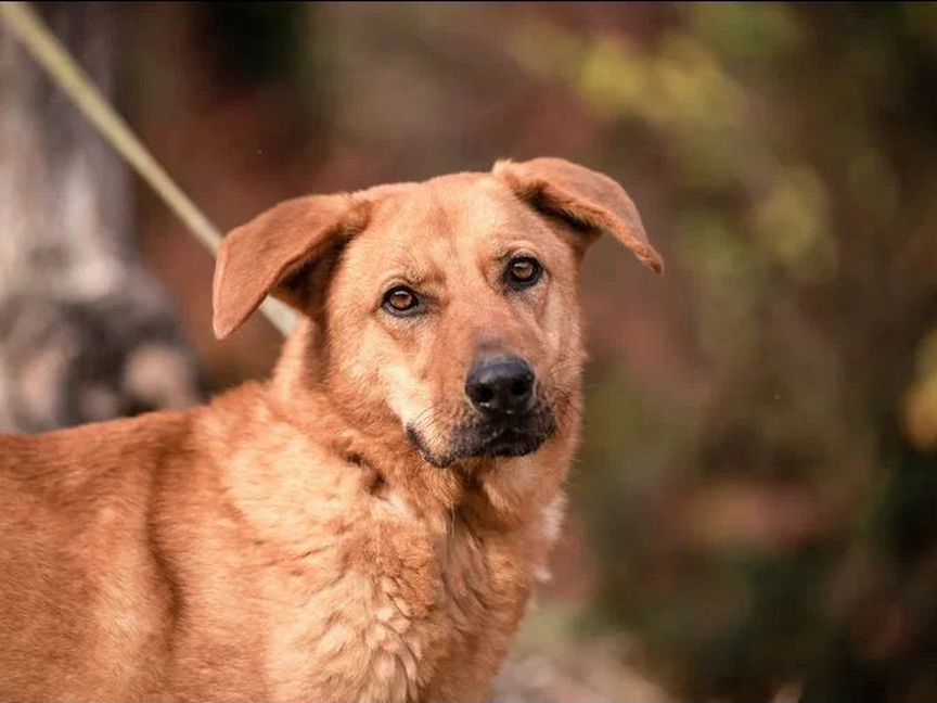 Собака в добрые руки