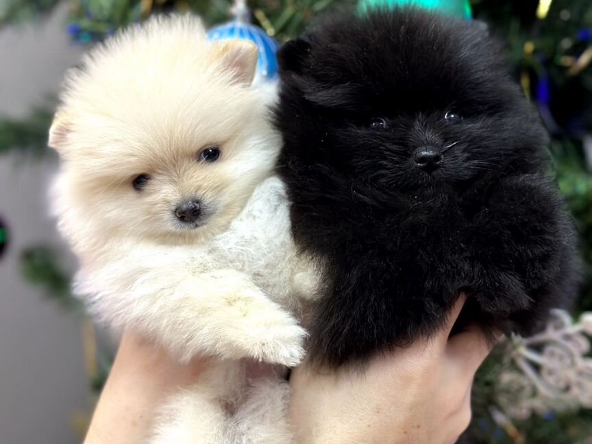 Шпиц две сестрёнки