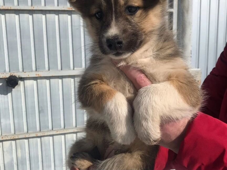 Собака в добрые руки отдам бесплатно