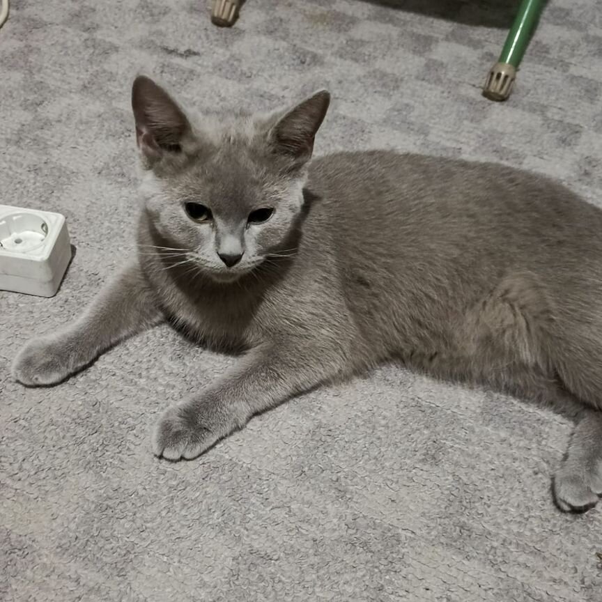 Шотландский прямоухий короткошёрстный котёнок