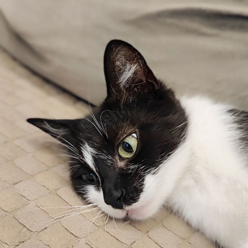 Кошка, 1,5 года по имени Мася, ищет любящую семью