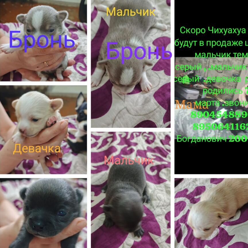 Чихуахуа, щенок