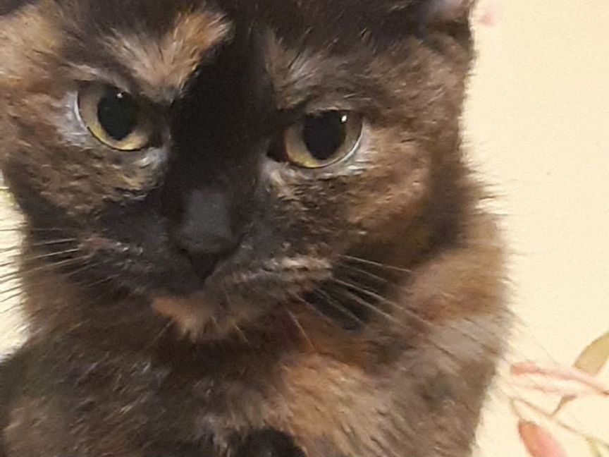 Кошка трехцветная