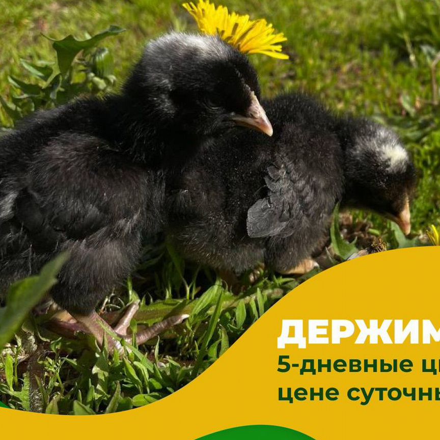 Цыплята Гризбар суточные в наличие и под заказ