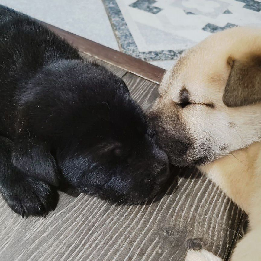 Шарпей, щенок