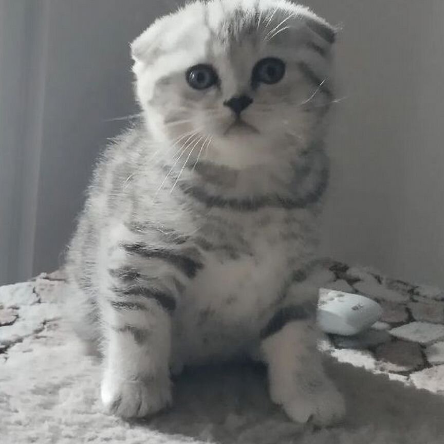 Шотландский вислоухий короткошёрстный котёнок