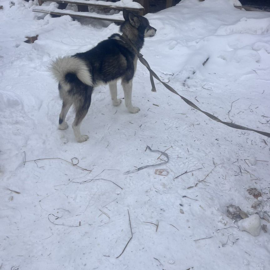 Западно сибирская лайка 3 года