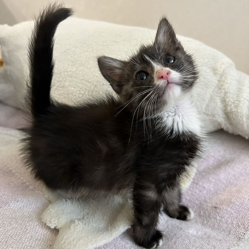 Котенок-Медвежонок 2 месяца