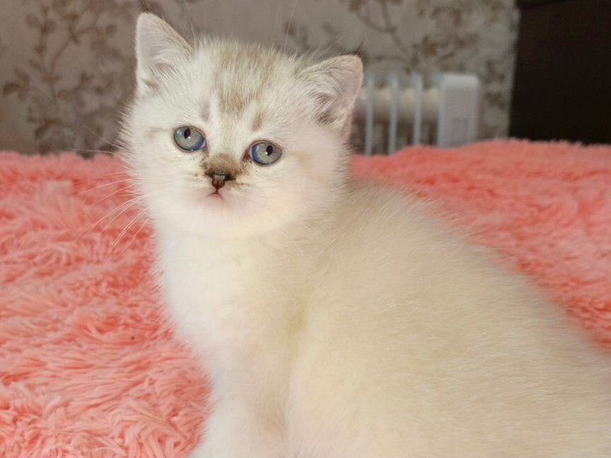 Шотландская девочка беби-фейс