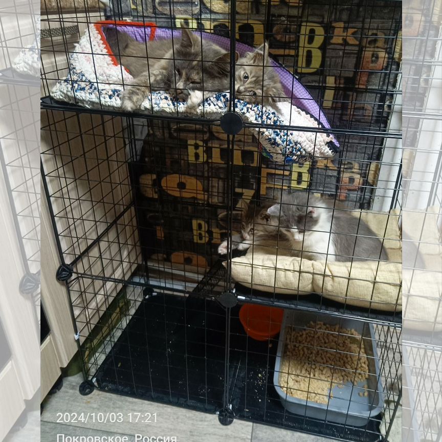 Котятки в хорошие руки