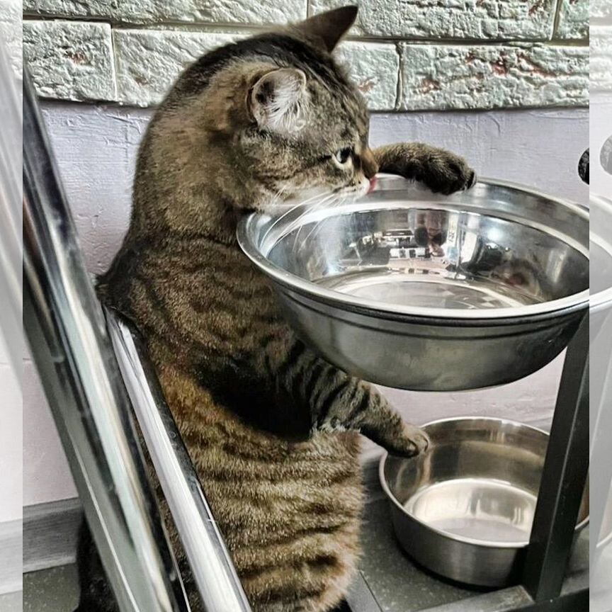 Кошка в дар стерилизованная