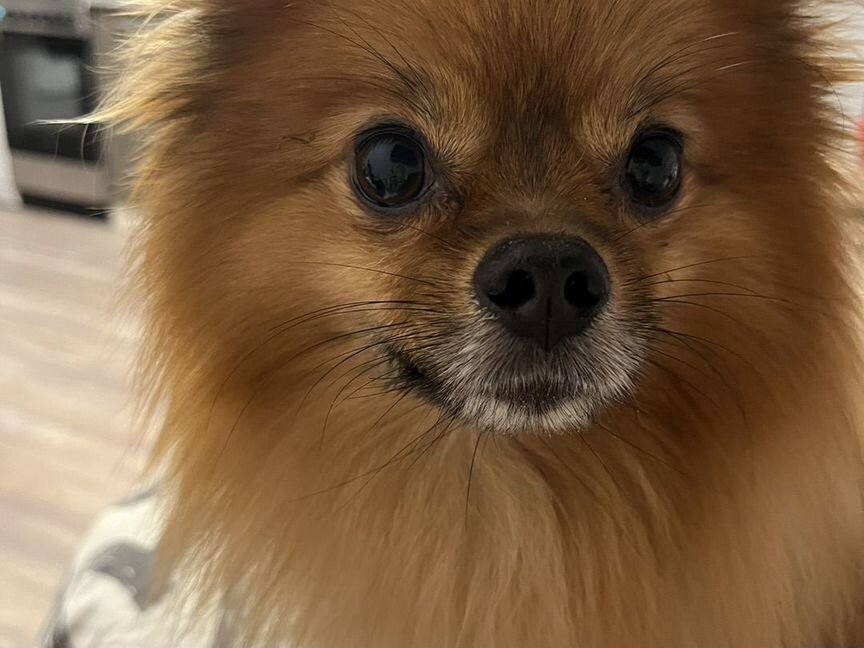 Шпиц в добрые руки