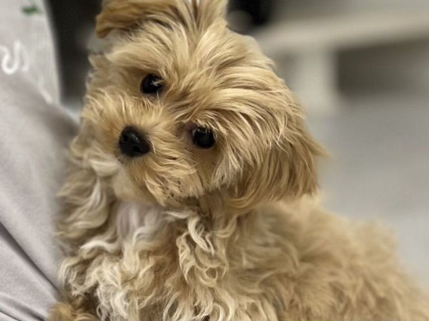 Мальтипу Ф1, размер мини, бейби фейс, 3 месяца