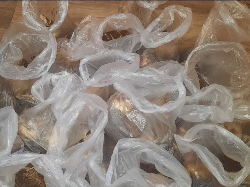 Семена подсолнечника