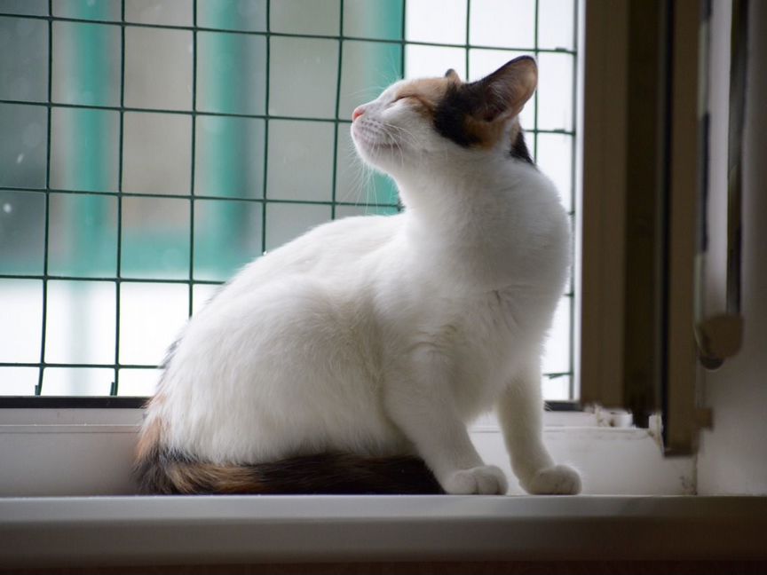 Балкон для кошки, сетка антикошка