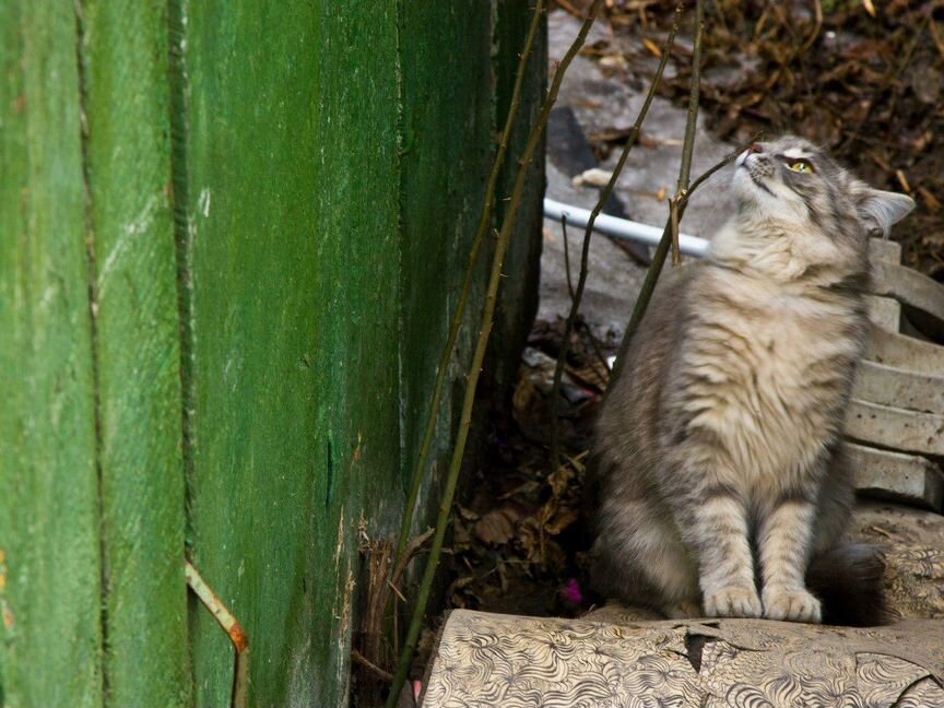Кошка 13 лет