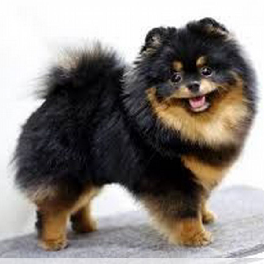 Померанский шпиц, щенок