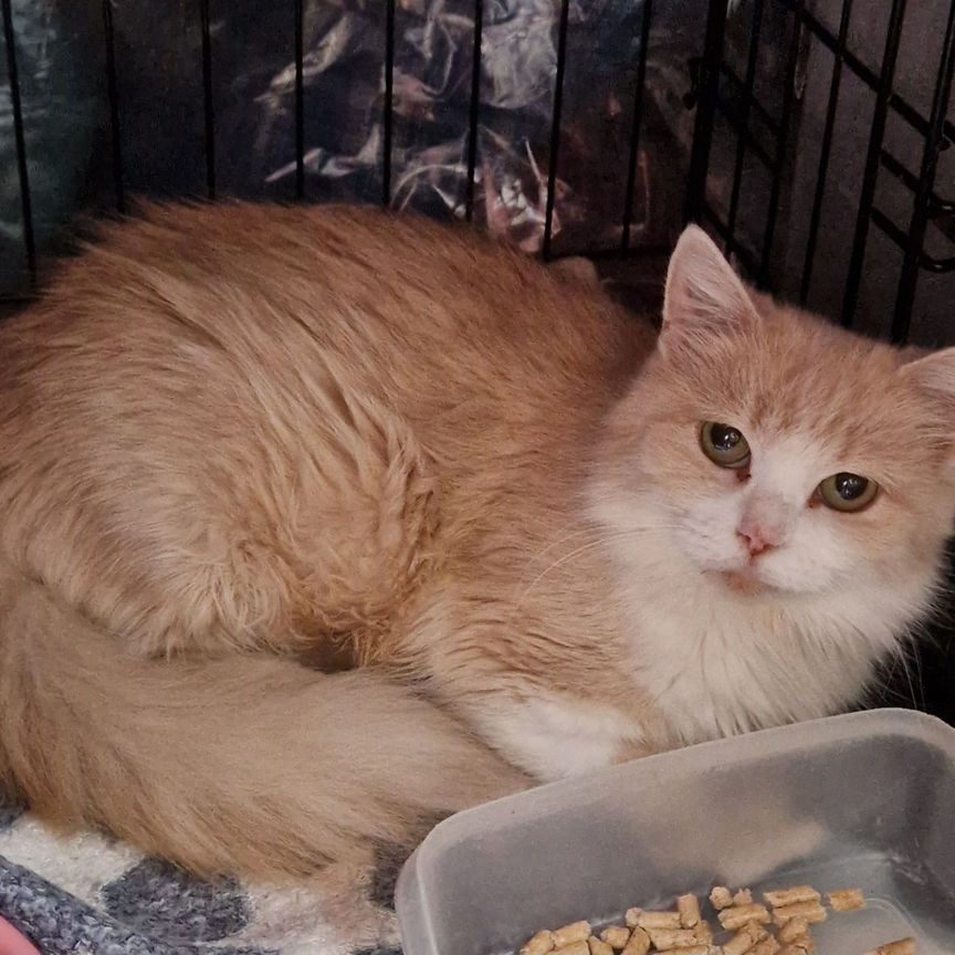 Красавица Сима в добрые руки