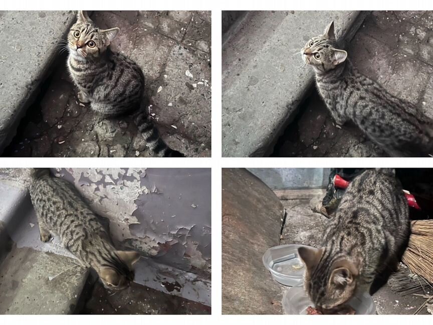 Котейка на улице