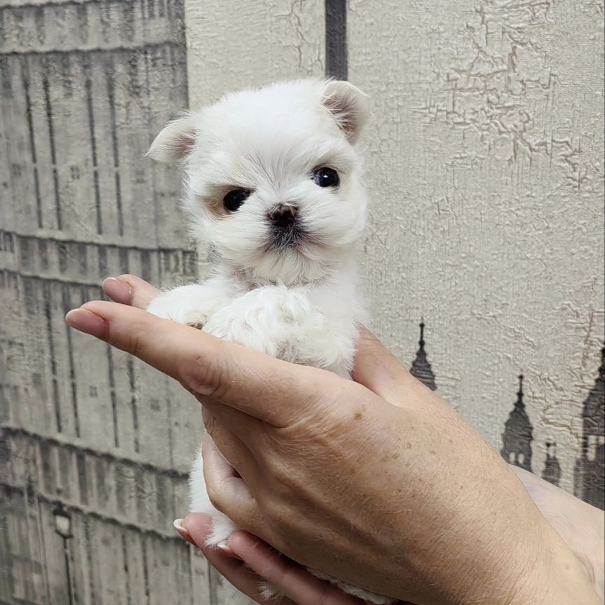 Миниатюрные мальтезе Корея