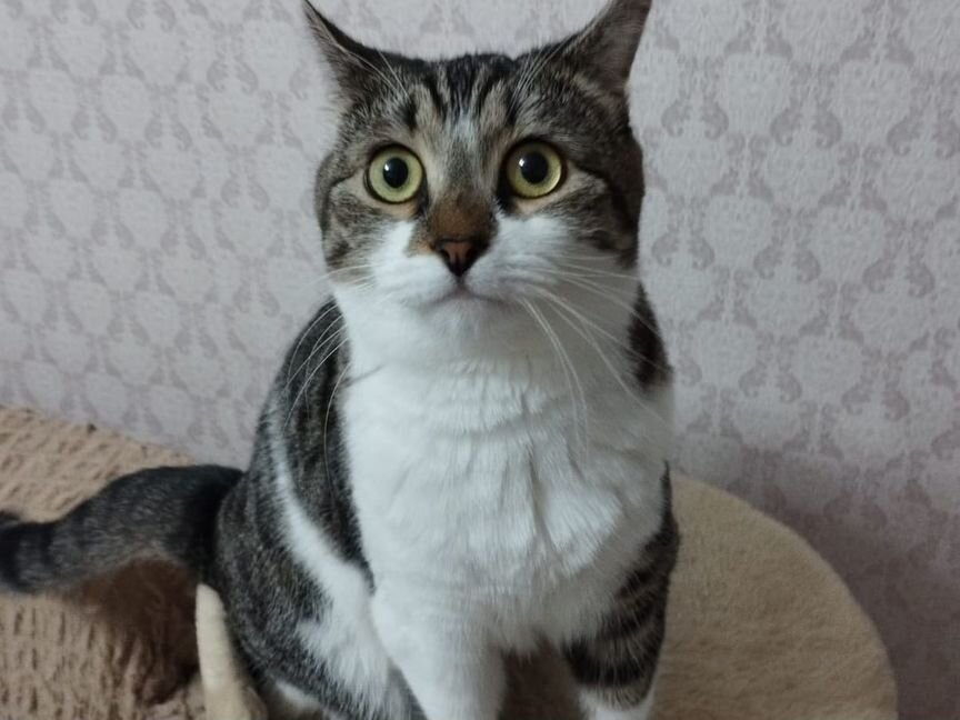 Кошка Винни в добрые руки