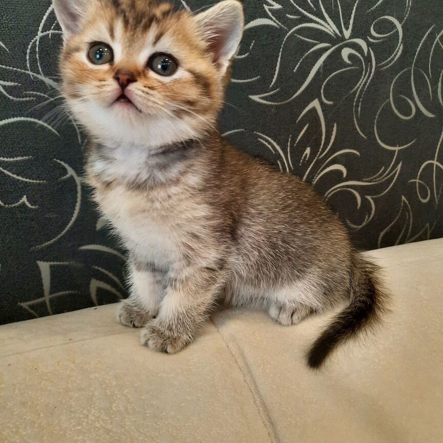 Котята тикированные