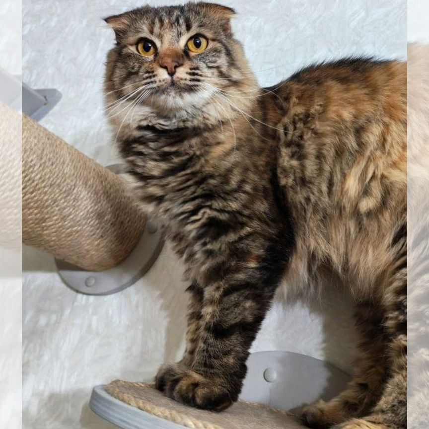 Шотландская вислоухая короткошёрстная, взрослая кошка