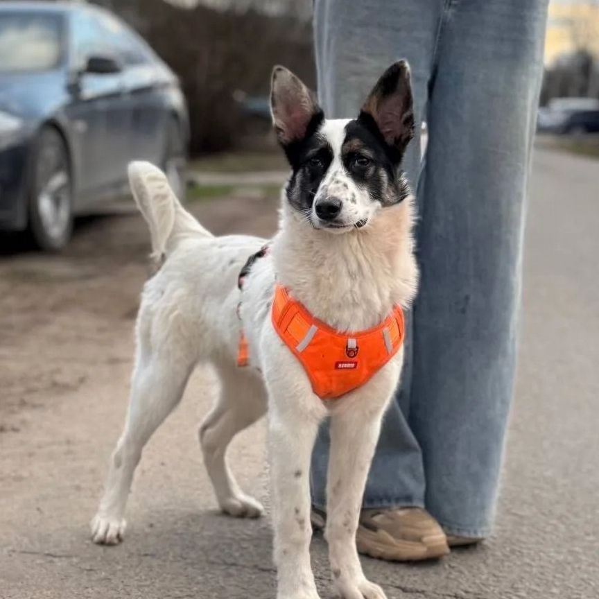 Австралийский хилер, щенок