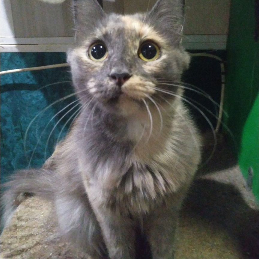 Ириска трехцветная киса