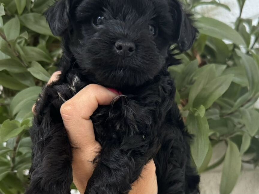 Щенки мальтипу