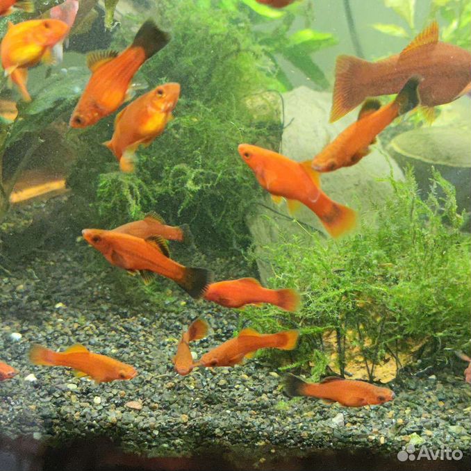 Меченосцев берлинские