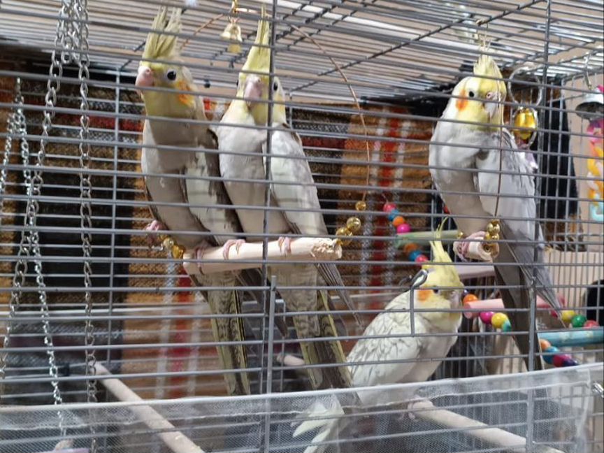 Попугай корелла 2 птенца, 2 месяца, кушают сами