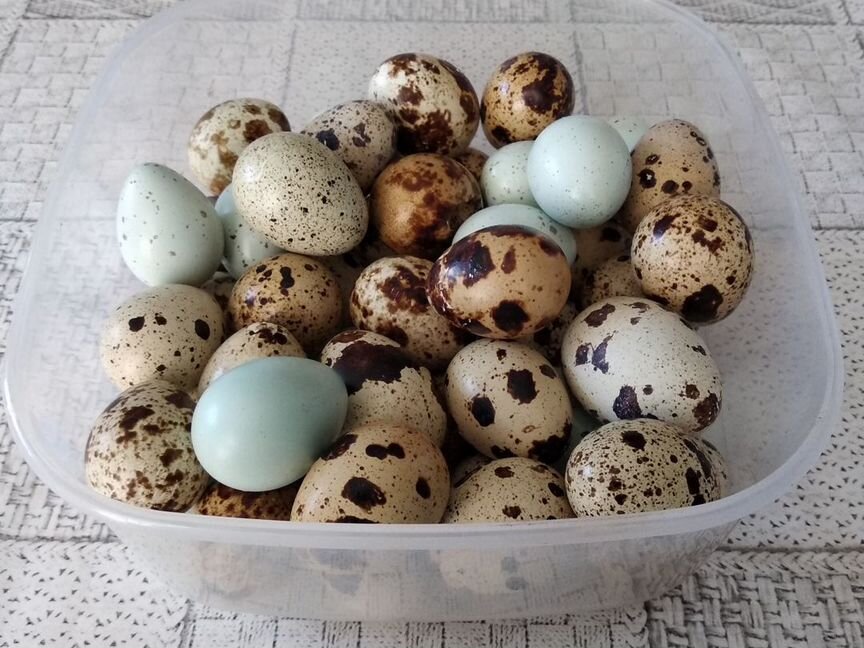 Перепелиное, инкубационное яйцо