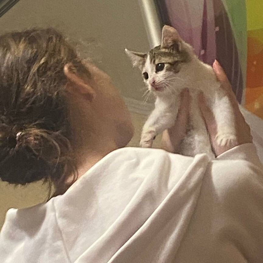 Котенок в добрые руки