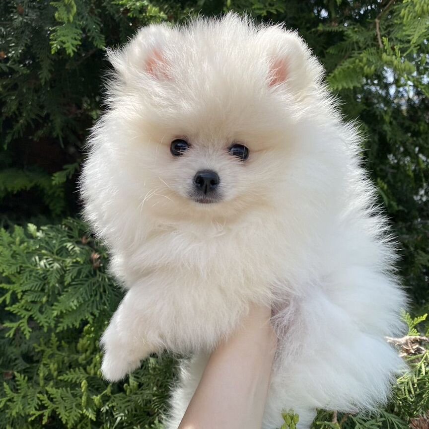 Шпиц