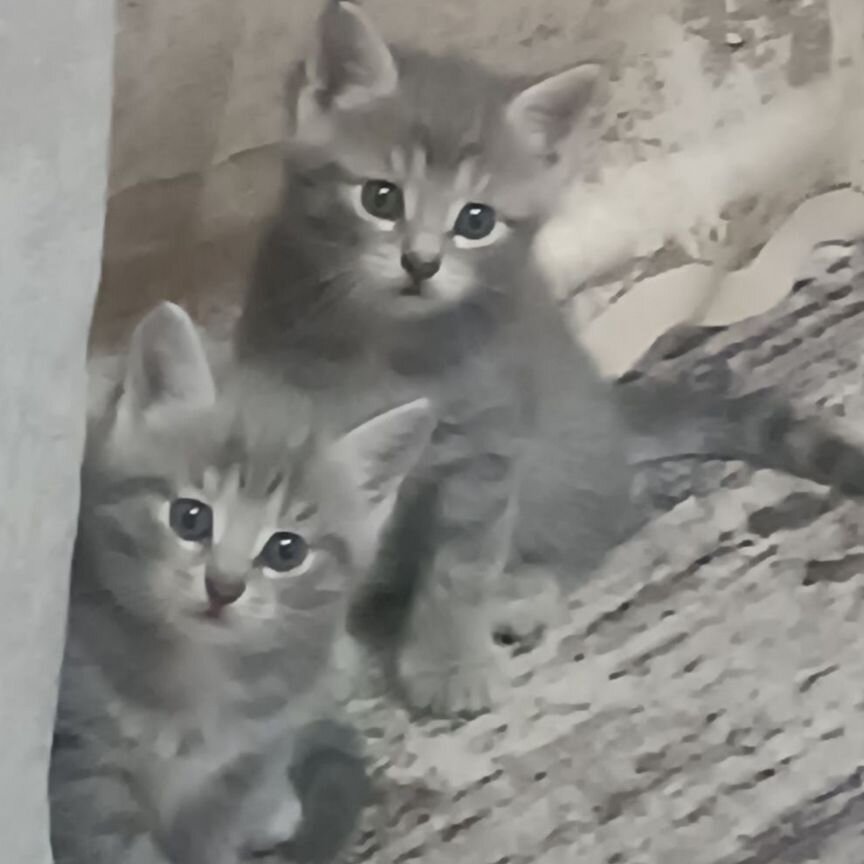 Британский короткошёрстный котёнок