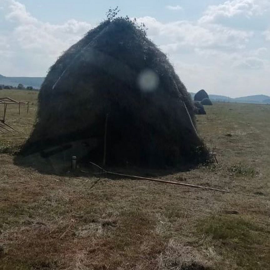 Продам сено